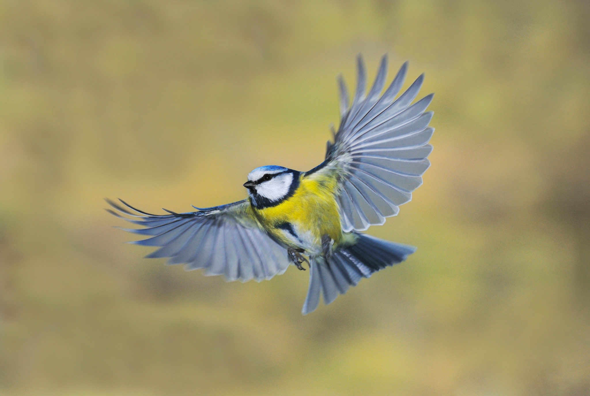 Ask The Expert: Niall Hatch from Birdwatch Ireland | Newstalk