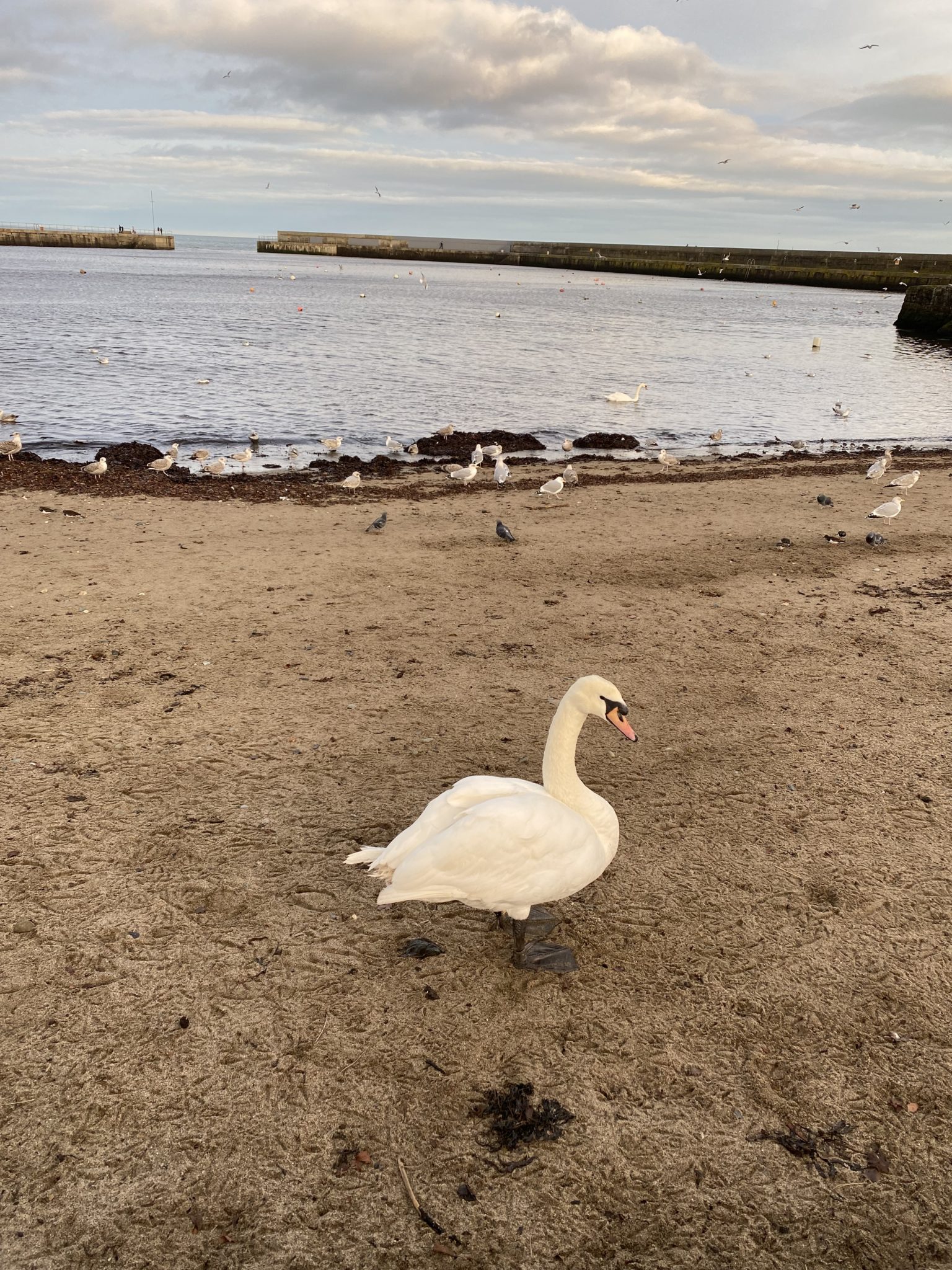 "I want to save the swans from flying into a suspension bridge." | Newstalk