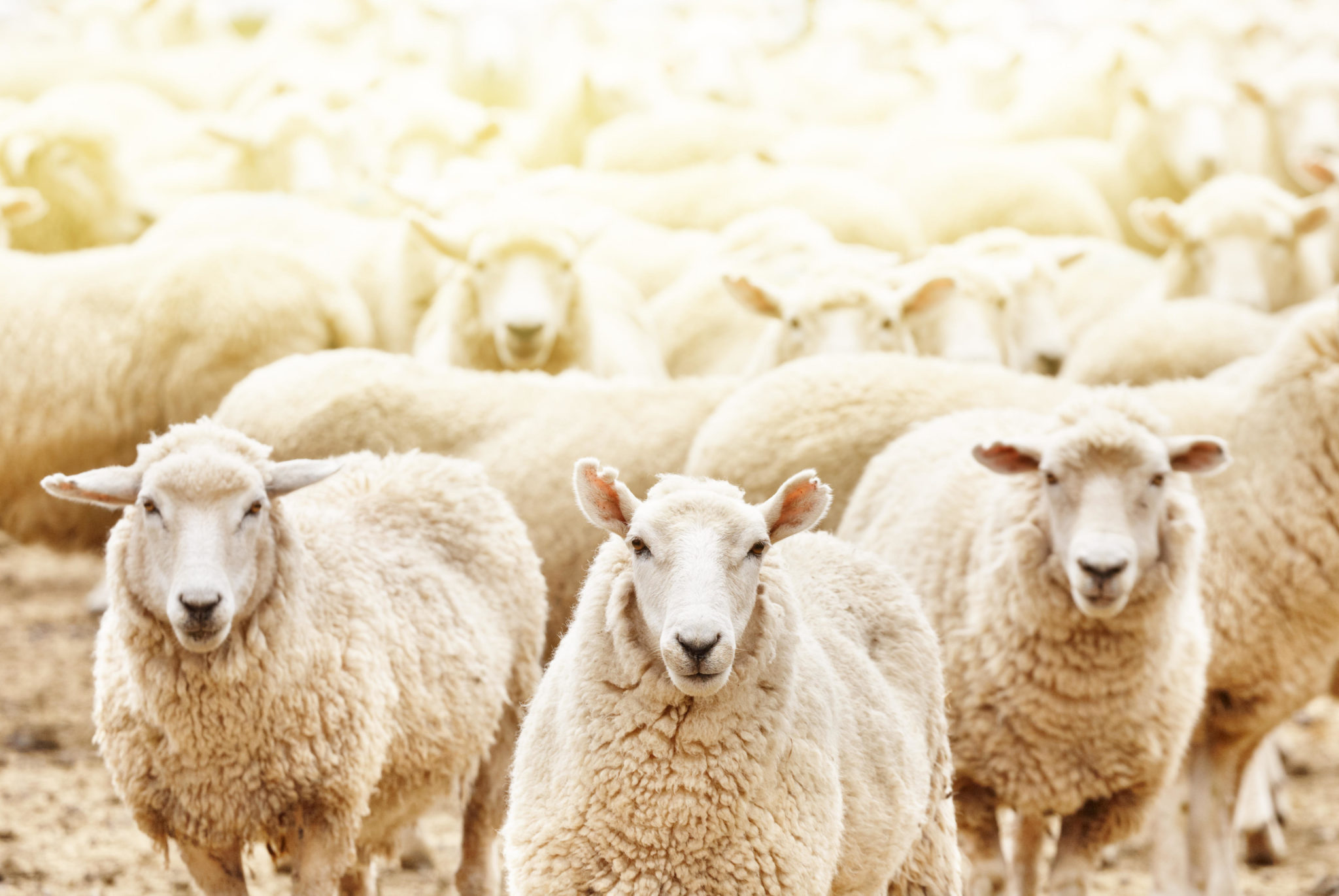 Sheep meat to be exported to the US | Newstalk