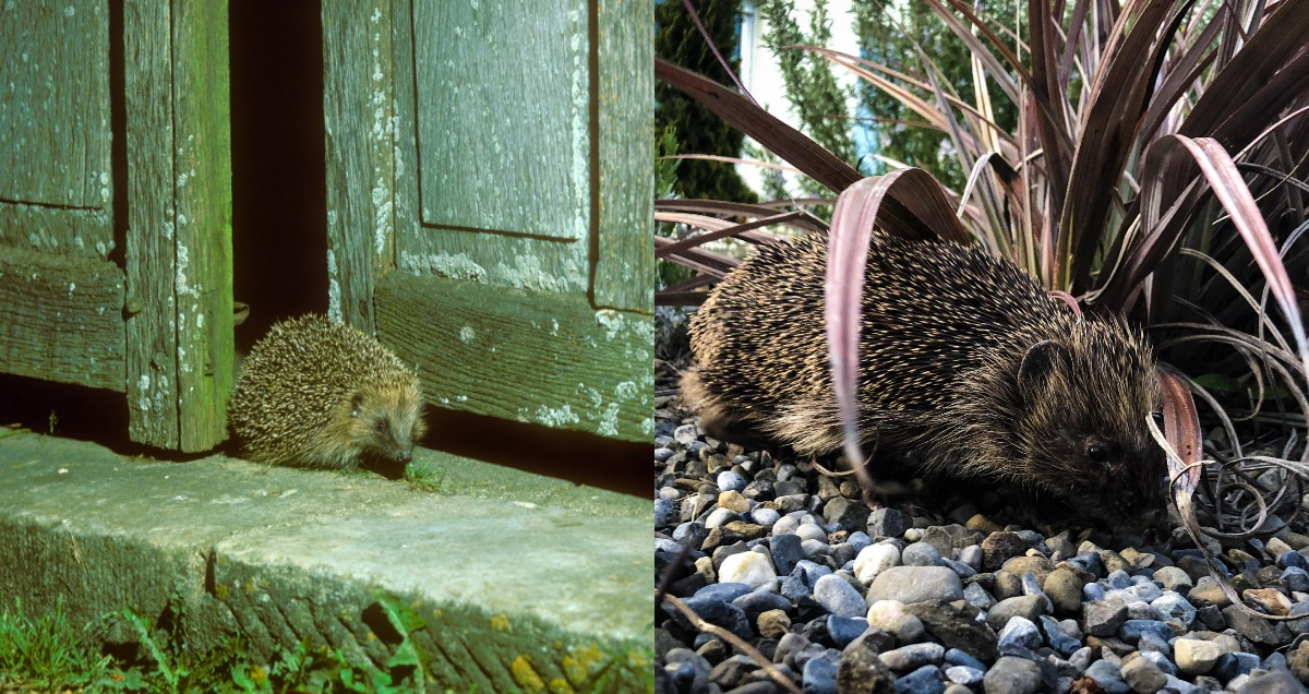 How Many Hedgehogs Were Spotted In Ireland Last Year?