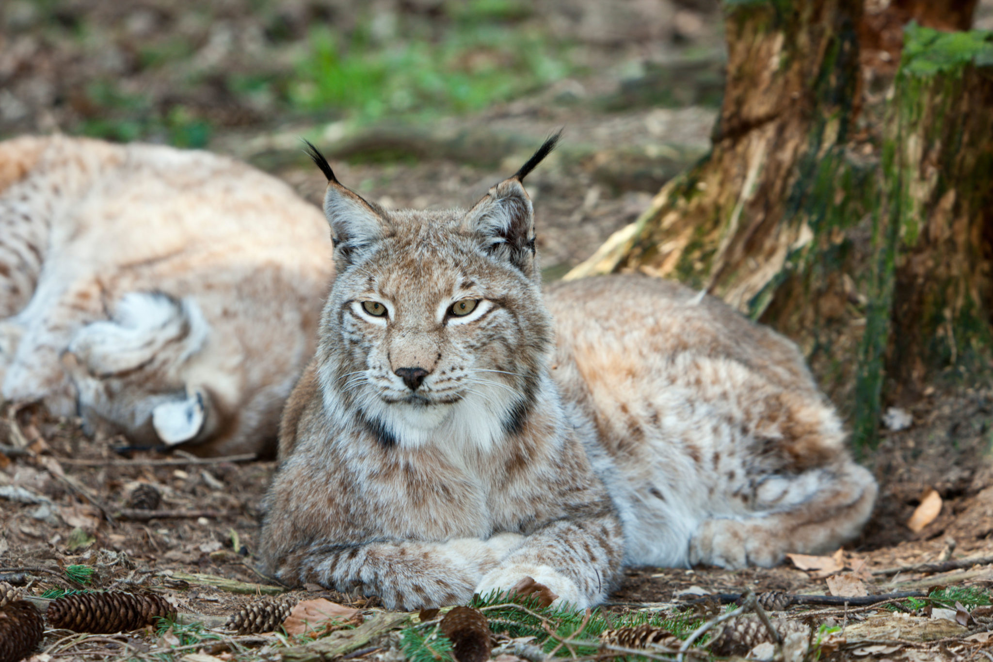 Bring back native predators to tackle invasive species crisis, study ...