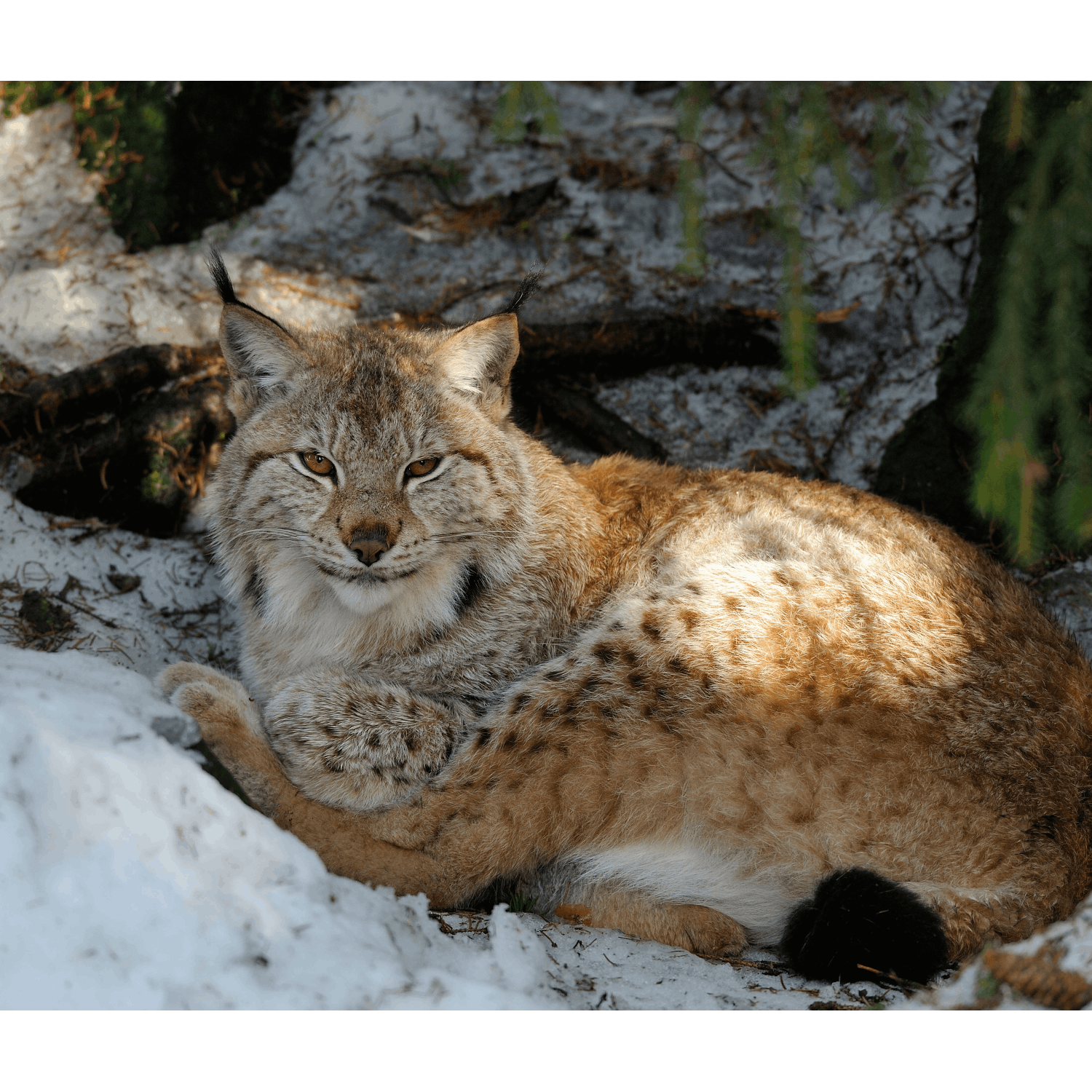 Reintroducing native predators could control invasive species | Newstalk