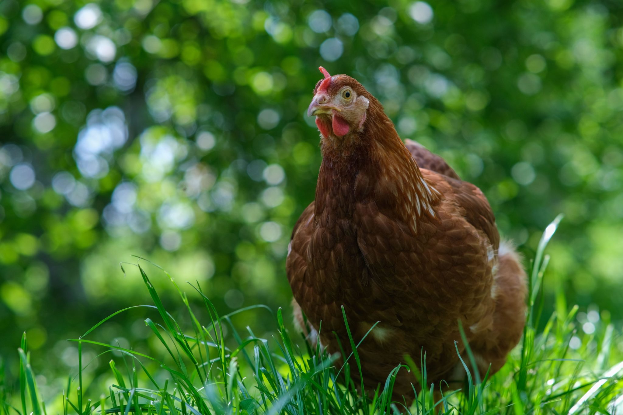 Ireland's most beautiful chickens to take to the stage in Clonmel ...