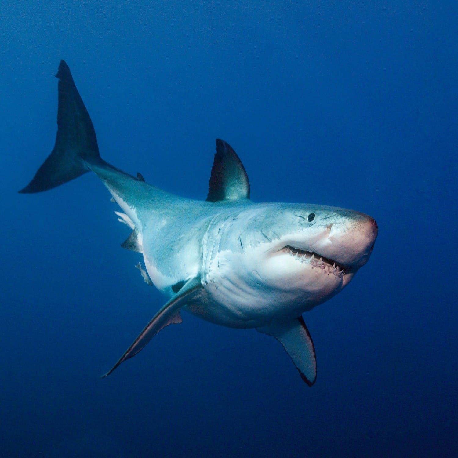 Green Scene: How sharks are getting longer | Newstalk