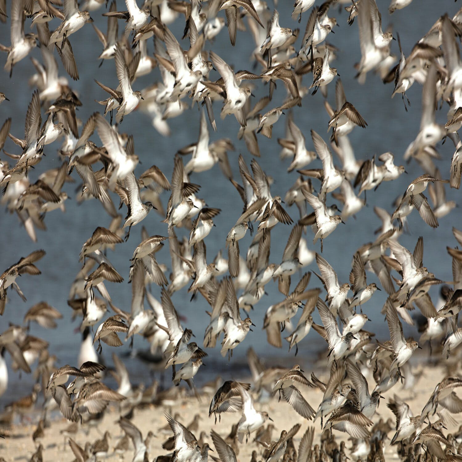 Futureproof Extra: The Trouble with Cloning Birds | Newstalk
