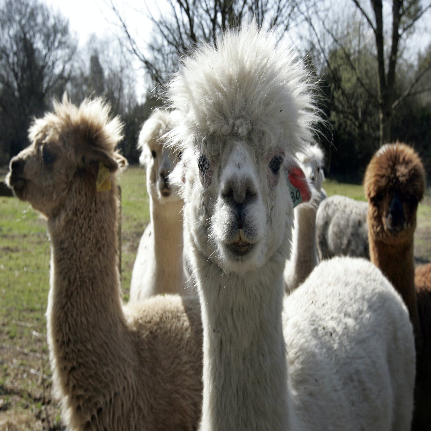 Out & About: The Flying Alpacas | Newstalk