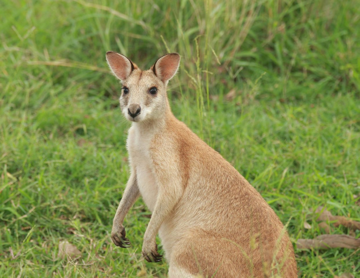 Wallaby missing: Search underway in Co Tyrone | Newstalk