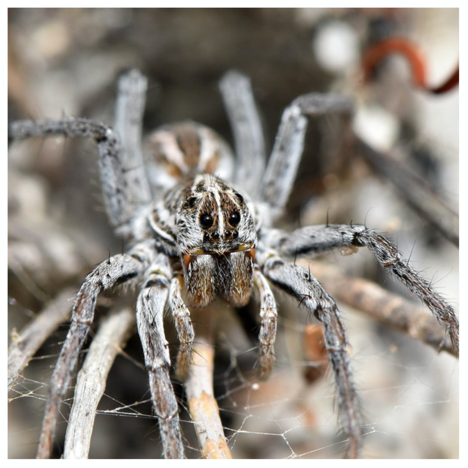 Fast-Spreading False Widow Spider 230 Times More Poisonous Than ...