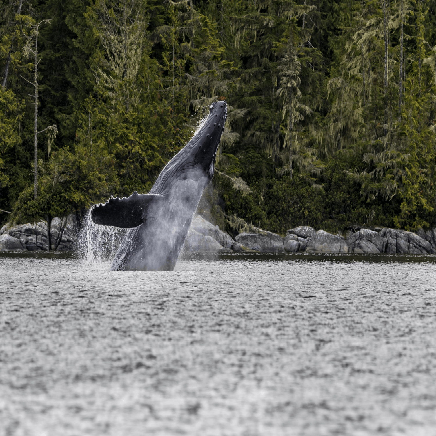 Whale Sounds | Newstalk