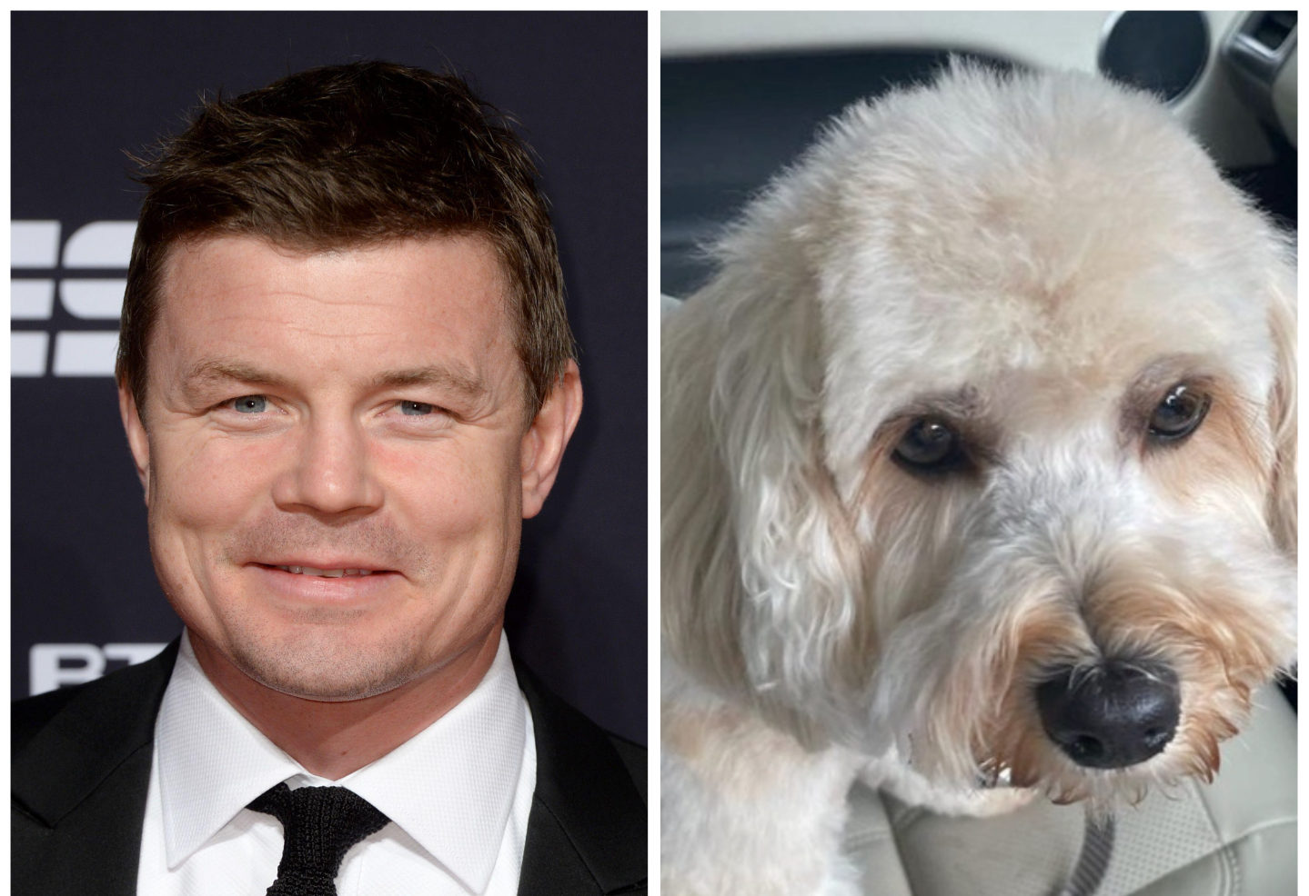 Brian O’Driscoll Accidentally Brings Wrong Dog Home From The Groomers ...