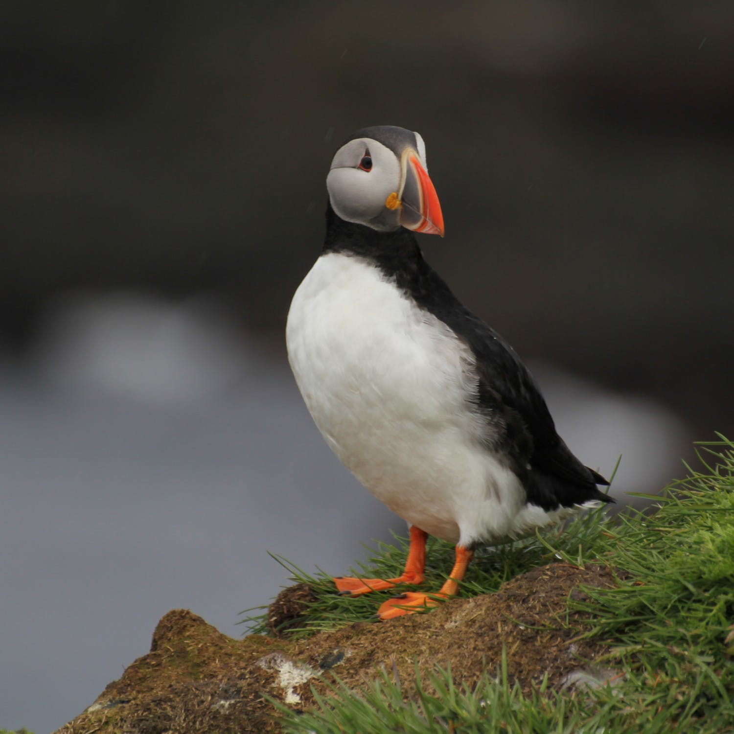 over 60% of Irish birds are in decline | Newstalk