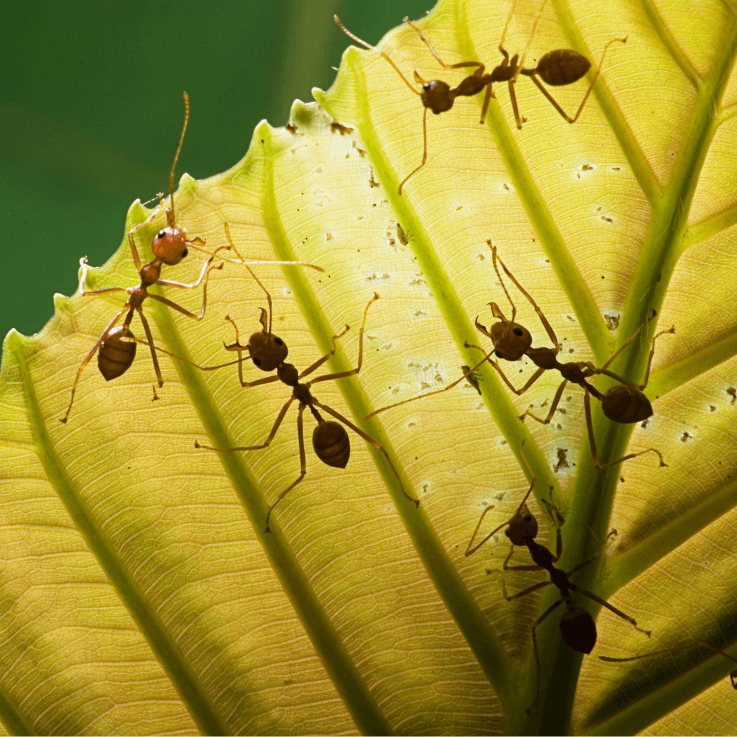 Green Scene: How many ants are on Earth? | Newstalk