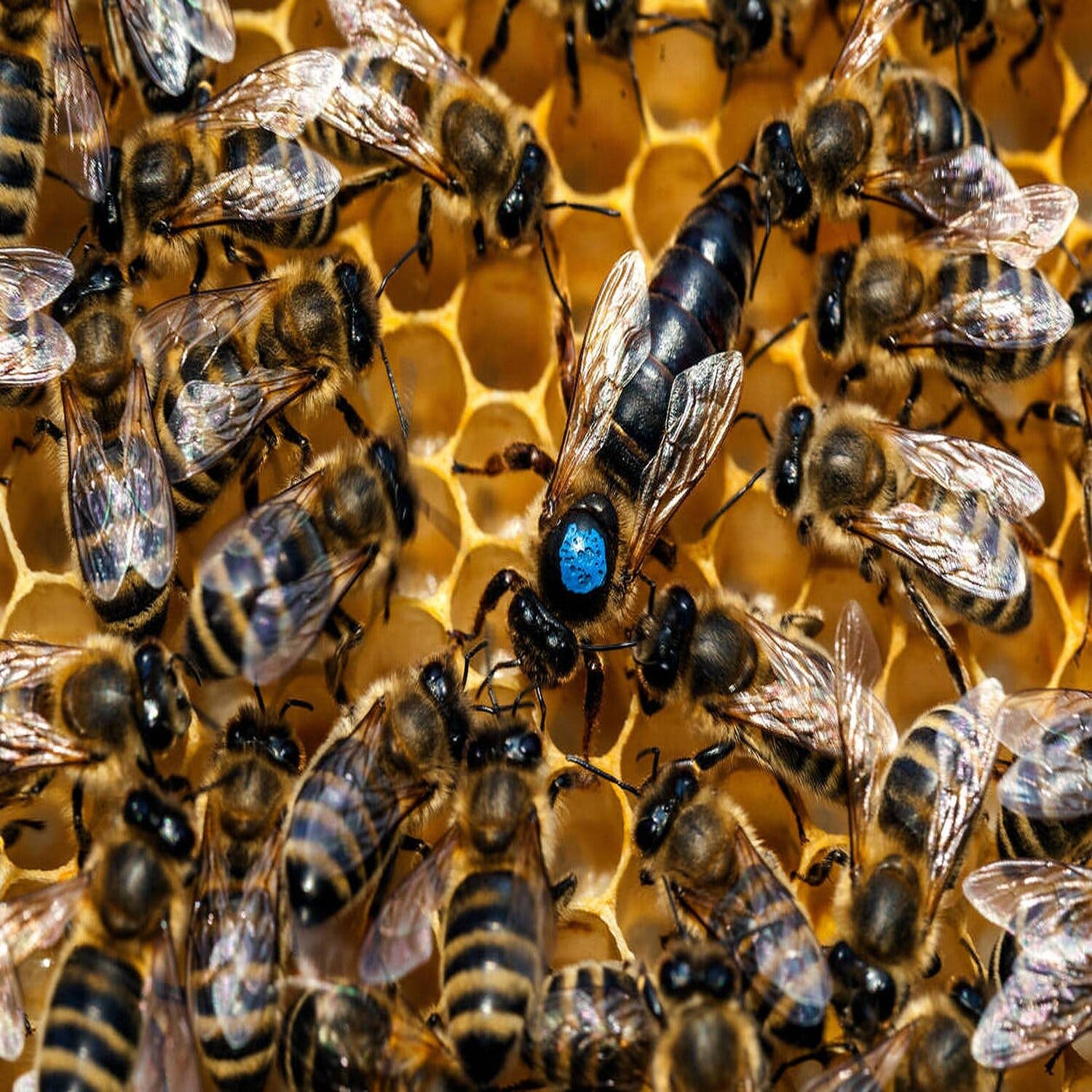 Futureproof Extra: The science behind bees' waggle dance | Newstalk