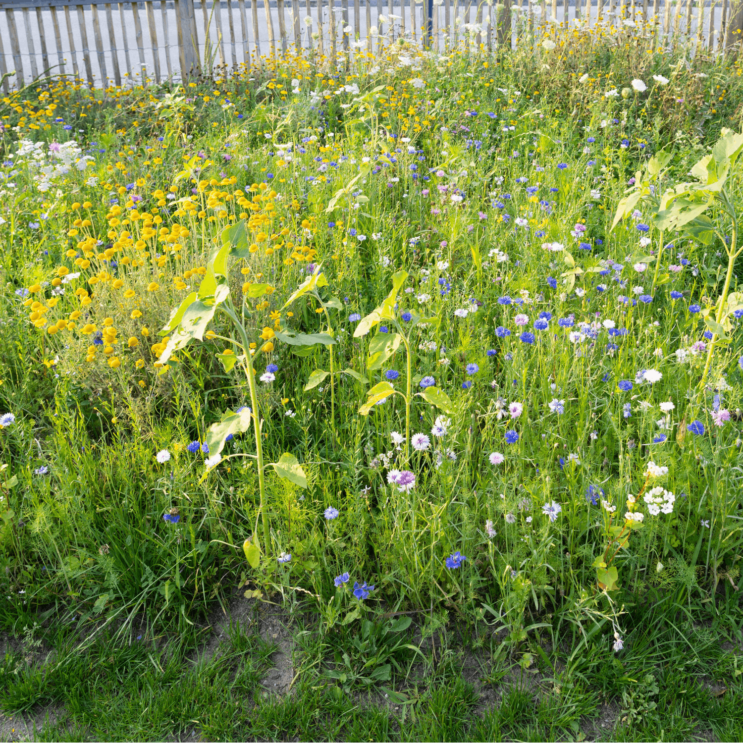 Are trendy ‘rewilded’ gardens ‘diminishing’ wildlife? | Newstalk