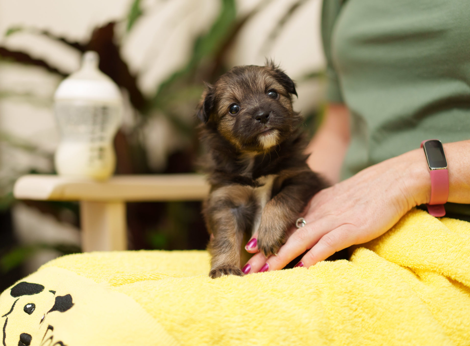 Dogs Trust issues urgent appeal after taking in 54 puppies in three ...