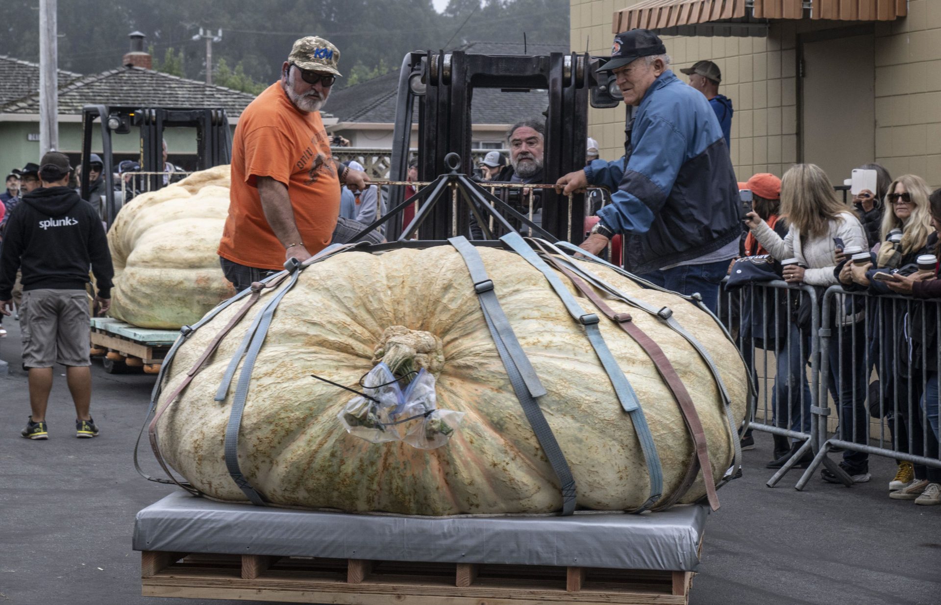 America s Largest Pumpkin Makes History We Drove 35 Hours To San