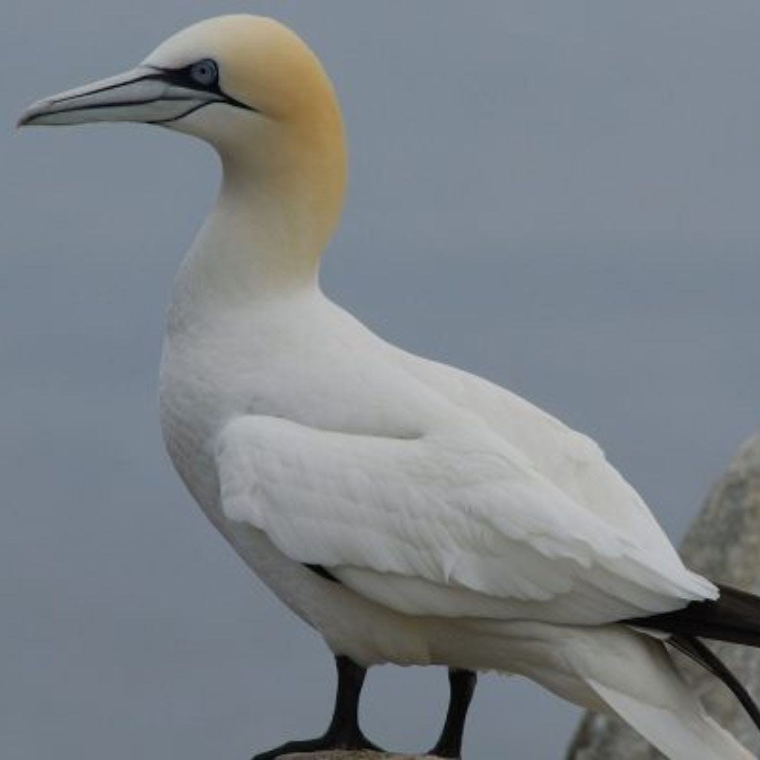'Big problem' with bird flu among seabirds in Ireland | Newstalk