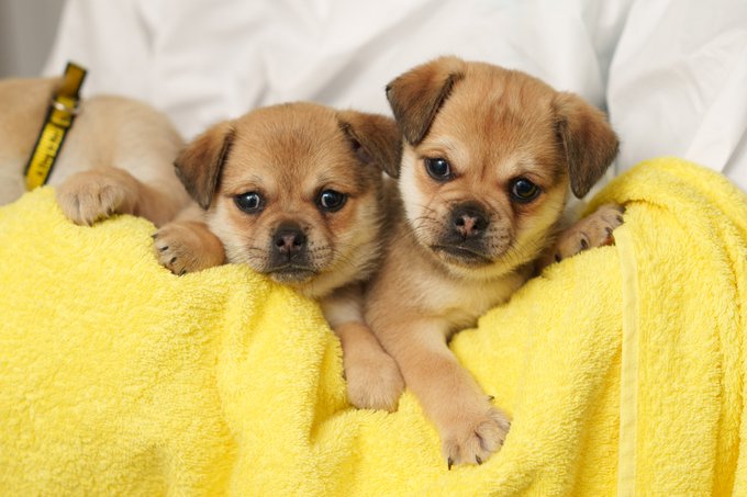 Dogs Trust appeal: ‘We’re almost out of treats and tinned dog food ...