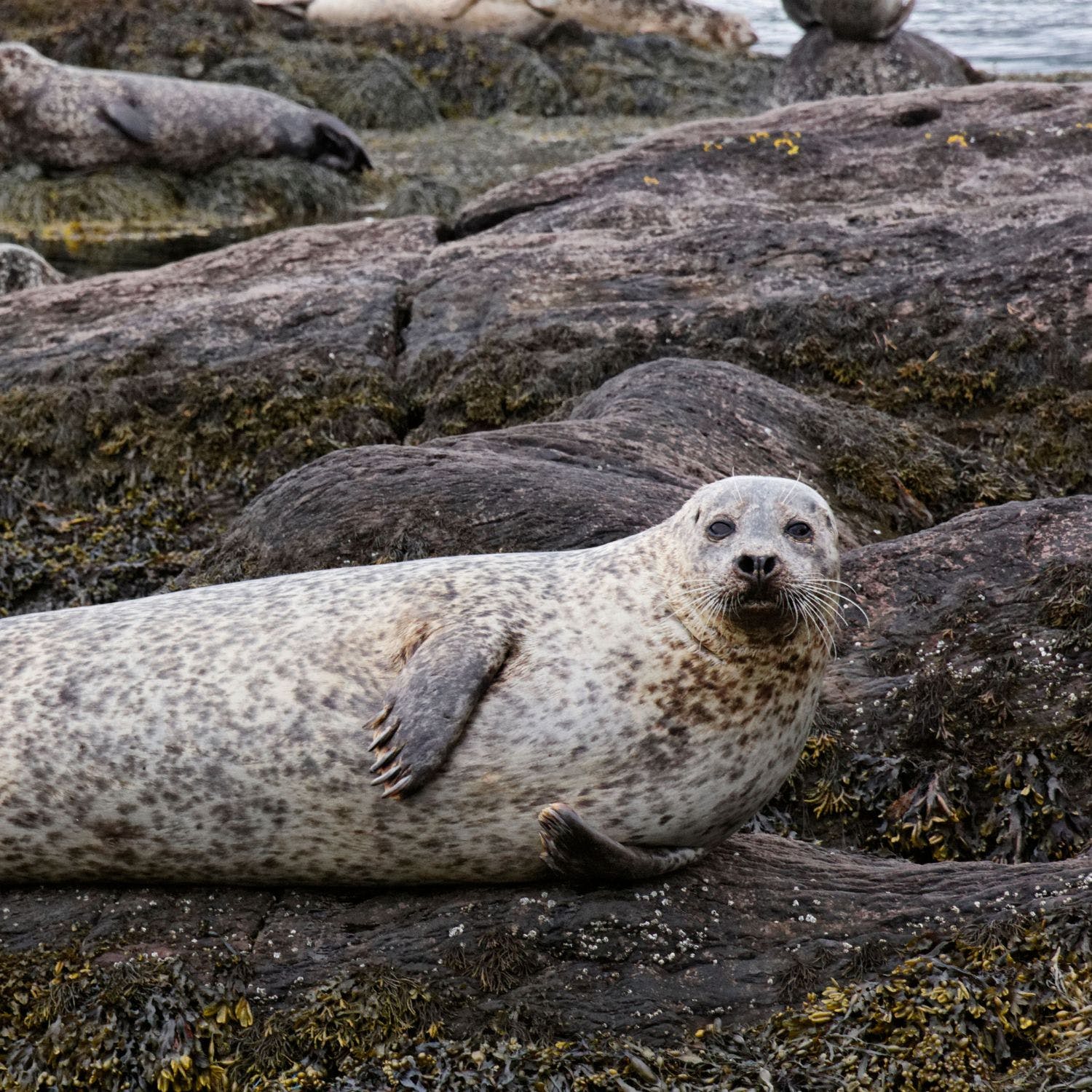 Approaching seals 'can do more harm than good' | Newstalk