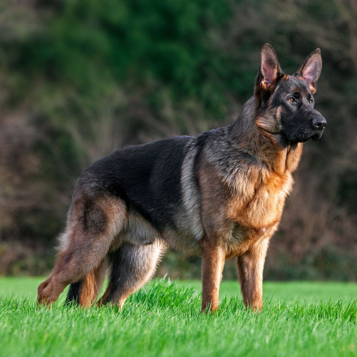  They Are Dangerous Calls To Ban Restricted Dog Breeds Newstalk