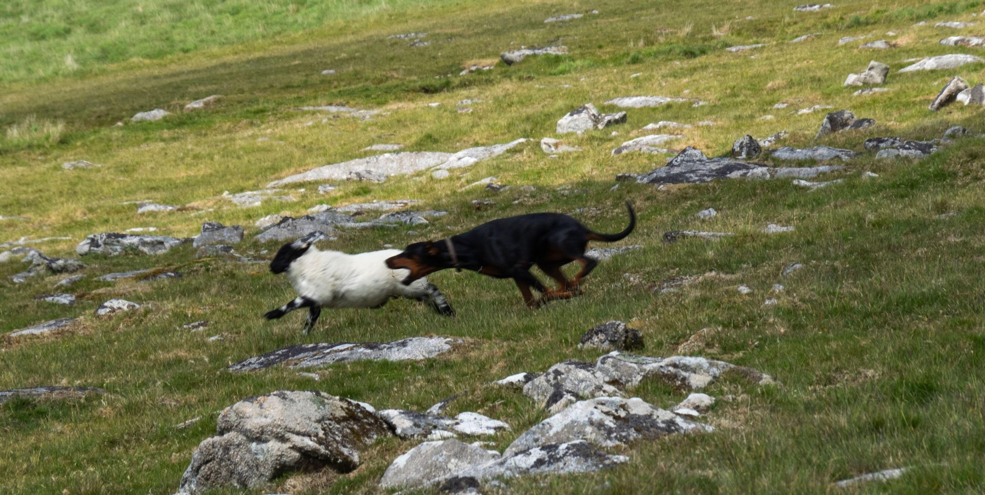 'Put the dogs down' - farmer appeals to owner after 50 sheep killed ...
