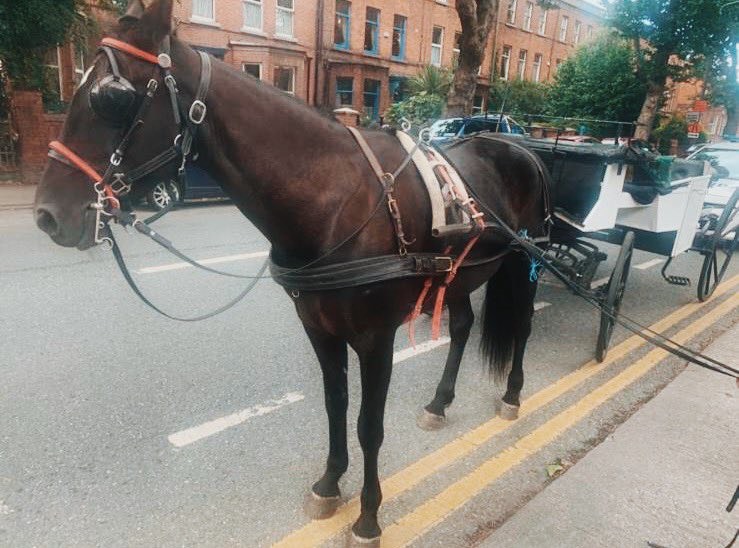 Man Arrested For Being In Charge Of Horse Drawn Carriage While Under ...