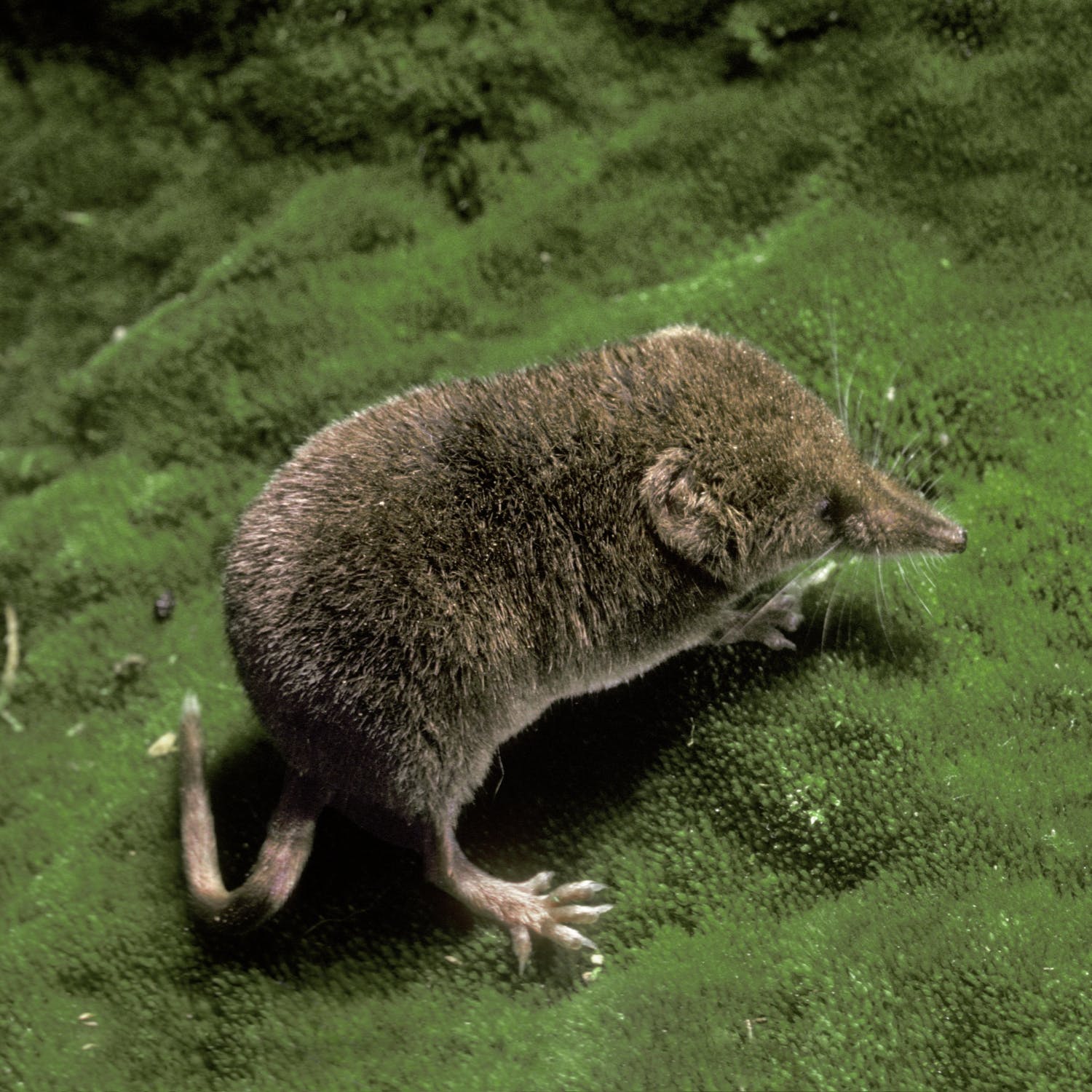 Ireland's pygmy shrew at risk from other species | Newstalk