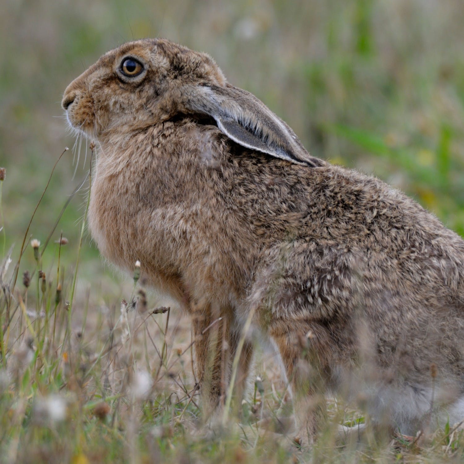 Should hare coursing be banned? | Newstalk