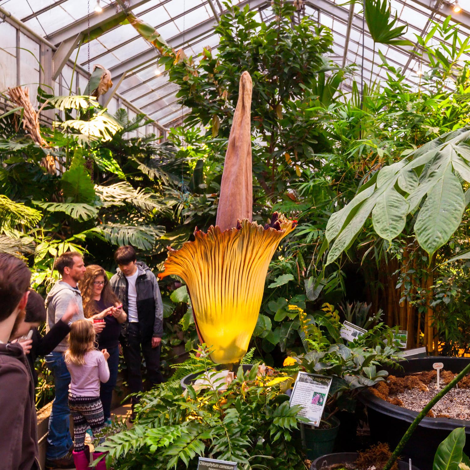 Rare, smelly 'Corpse Flower' blooms in Australia | Newstalk
