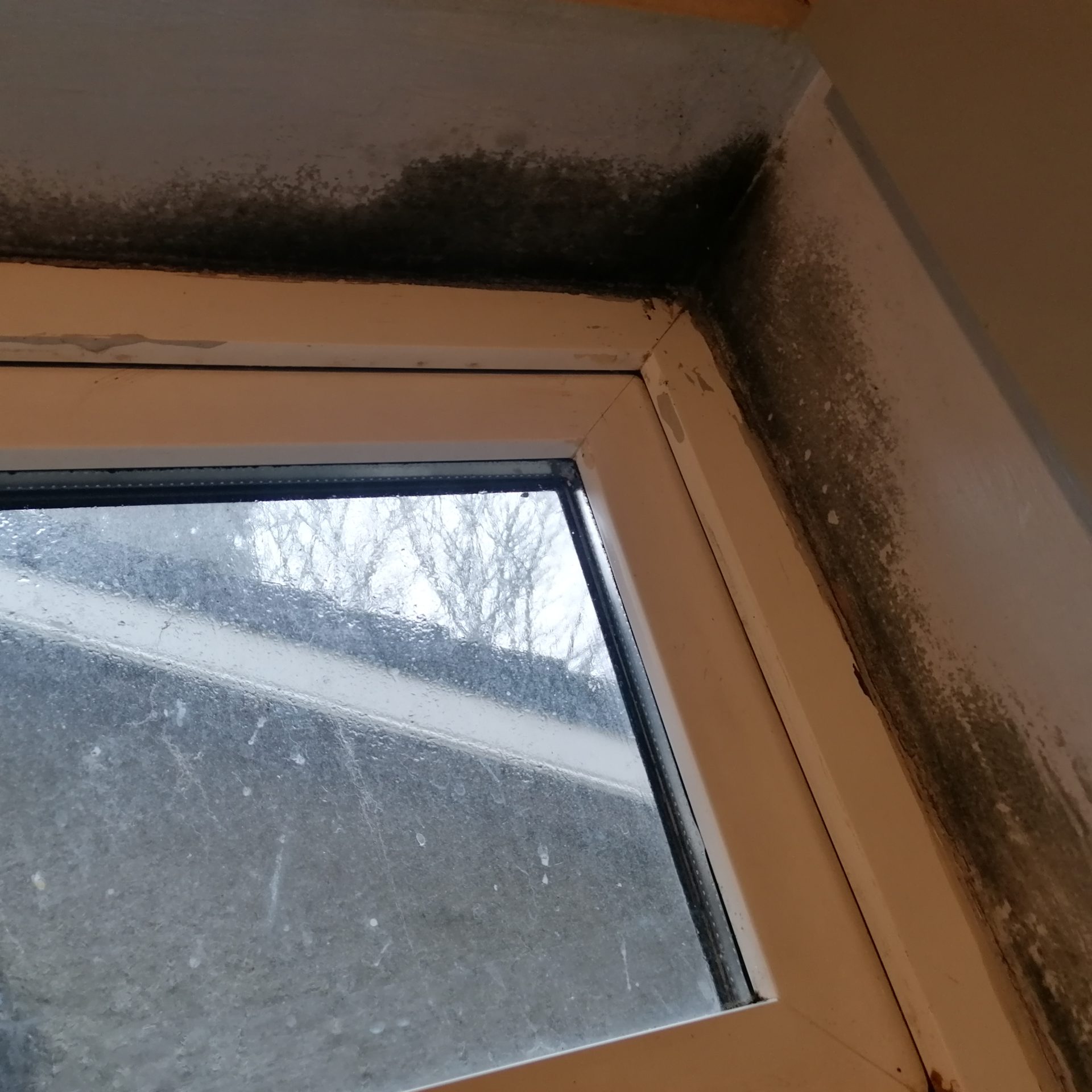 'Getting worse' - Council tenants on the mould that is destroying their ...
