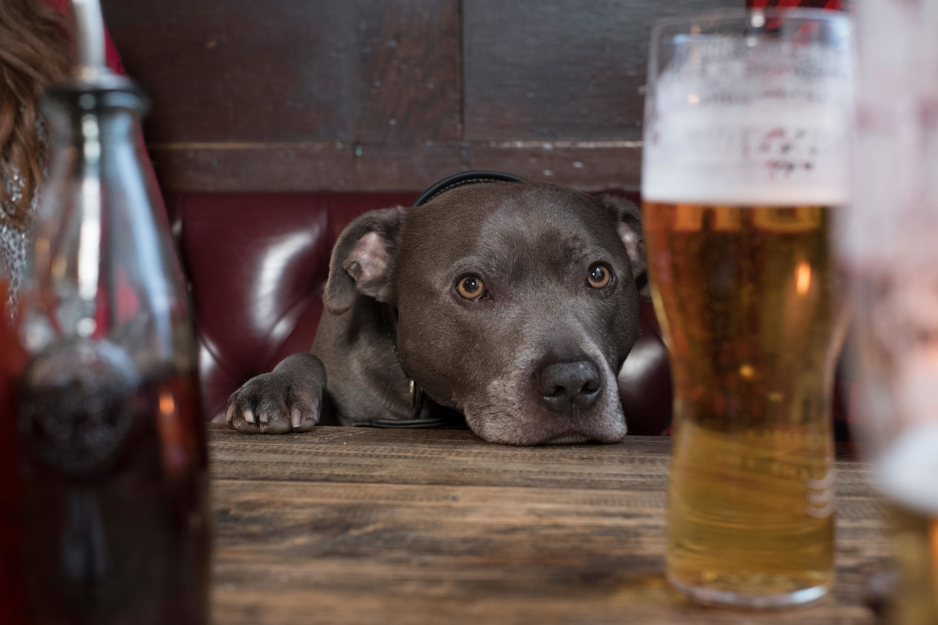 Dog-friendly policies boosts pub's revenue - Owner | Newstalk