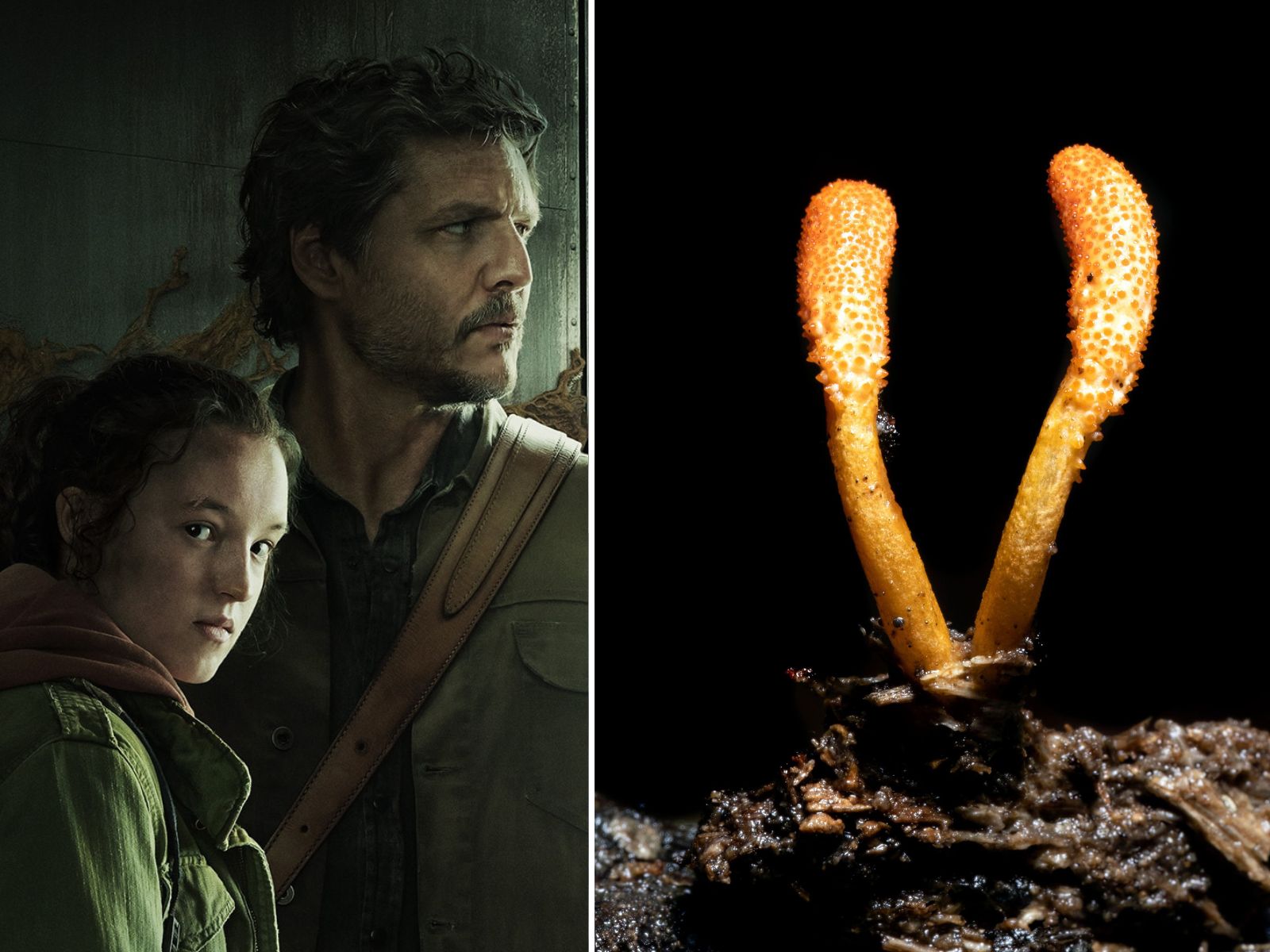 The Last of Us: The science behind parasitic fungus cordyceps | Newstalk The Last of Us: The science behind parasitic fungus cordyceps | Newstalk