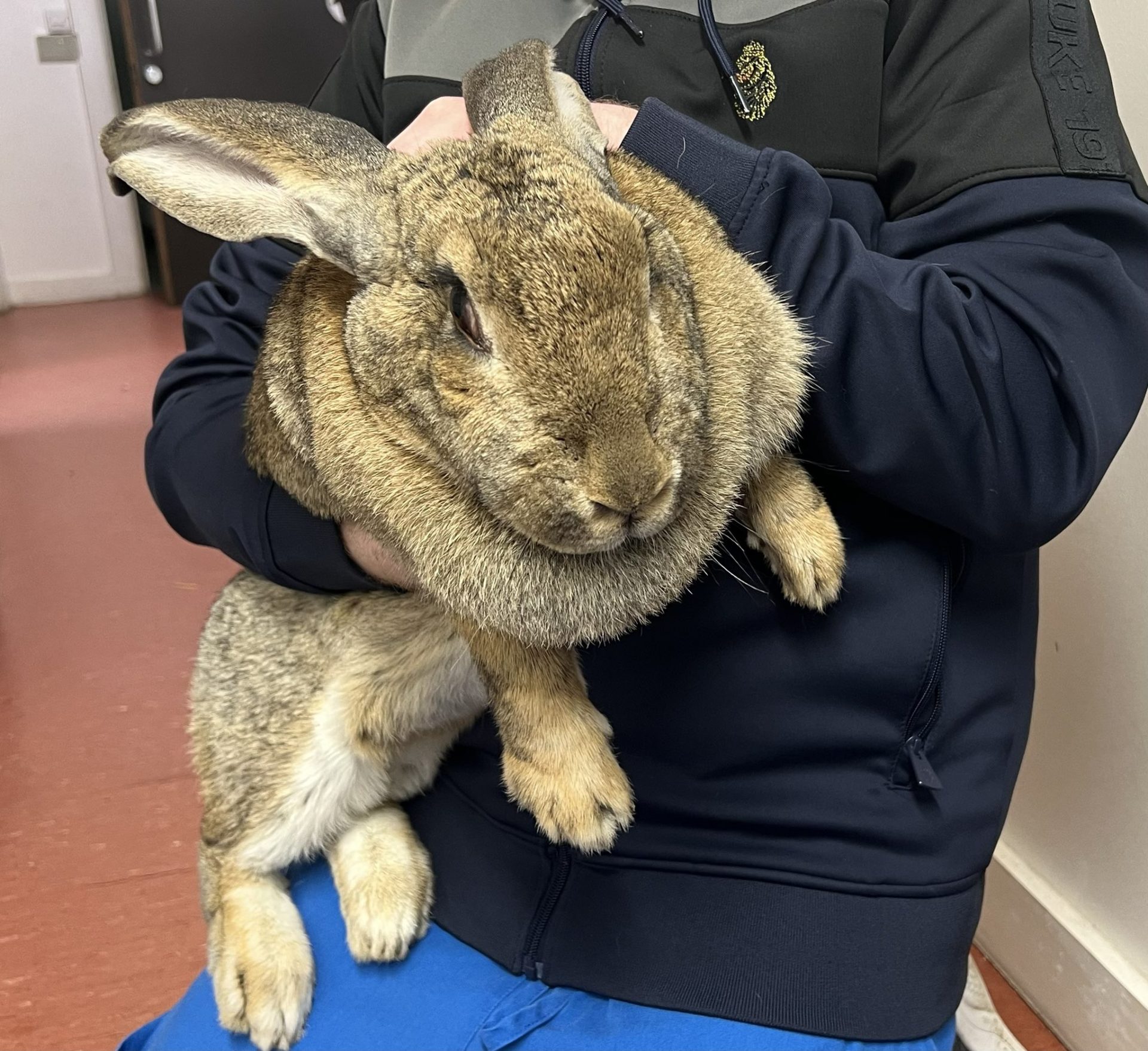Appeal For Owners Of Rabbit The Size Of A Dog