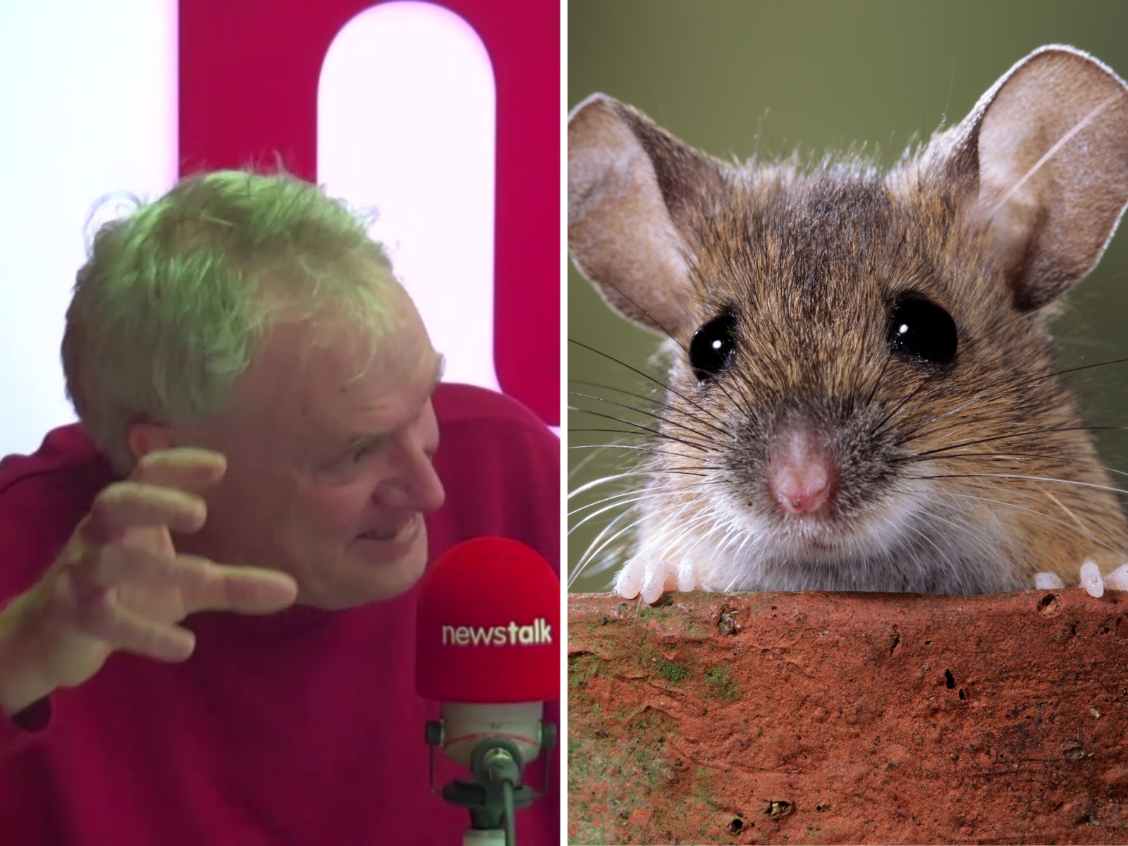 Luke O'Neill: The startling story of the mouse with two dads | Newstalk