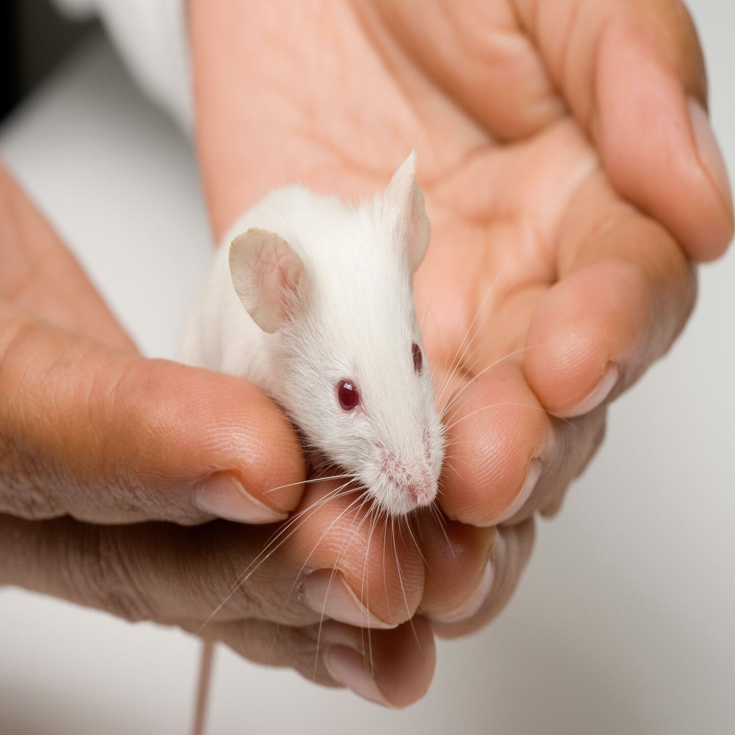 Why we should put an end on botox testing on animals? | Newstalk