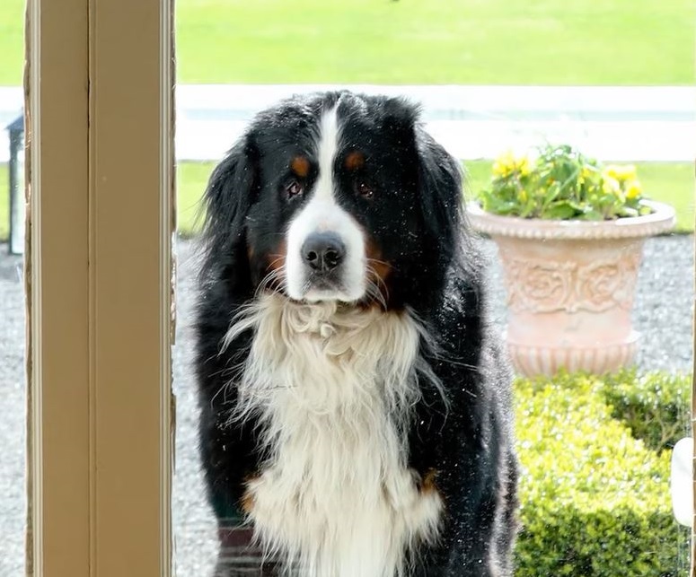 Why Ireland is mourning the loss of Bród - 'We should appreciate our ...