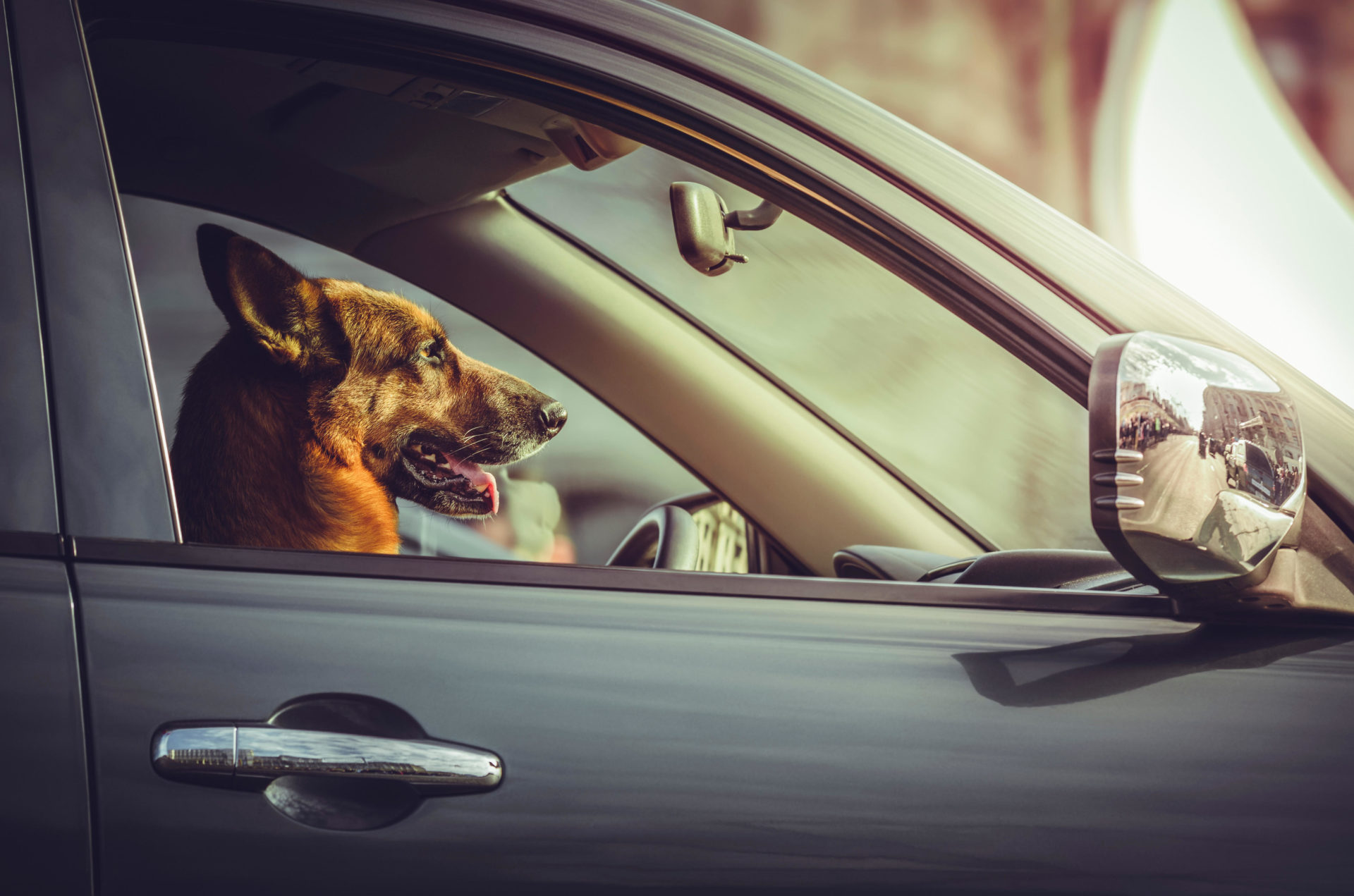 Man Tries To Blame Speeding Ticket On His Dog