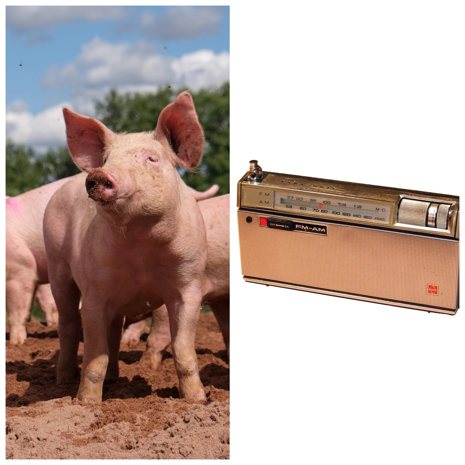 Quitting An Engineering Job To Become A Pig Farmer, And Dodgy FM Systems