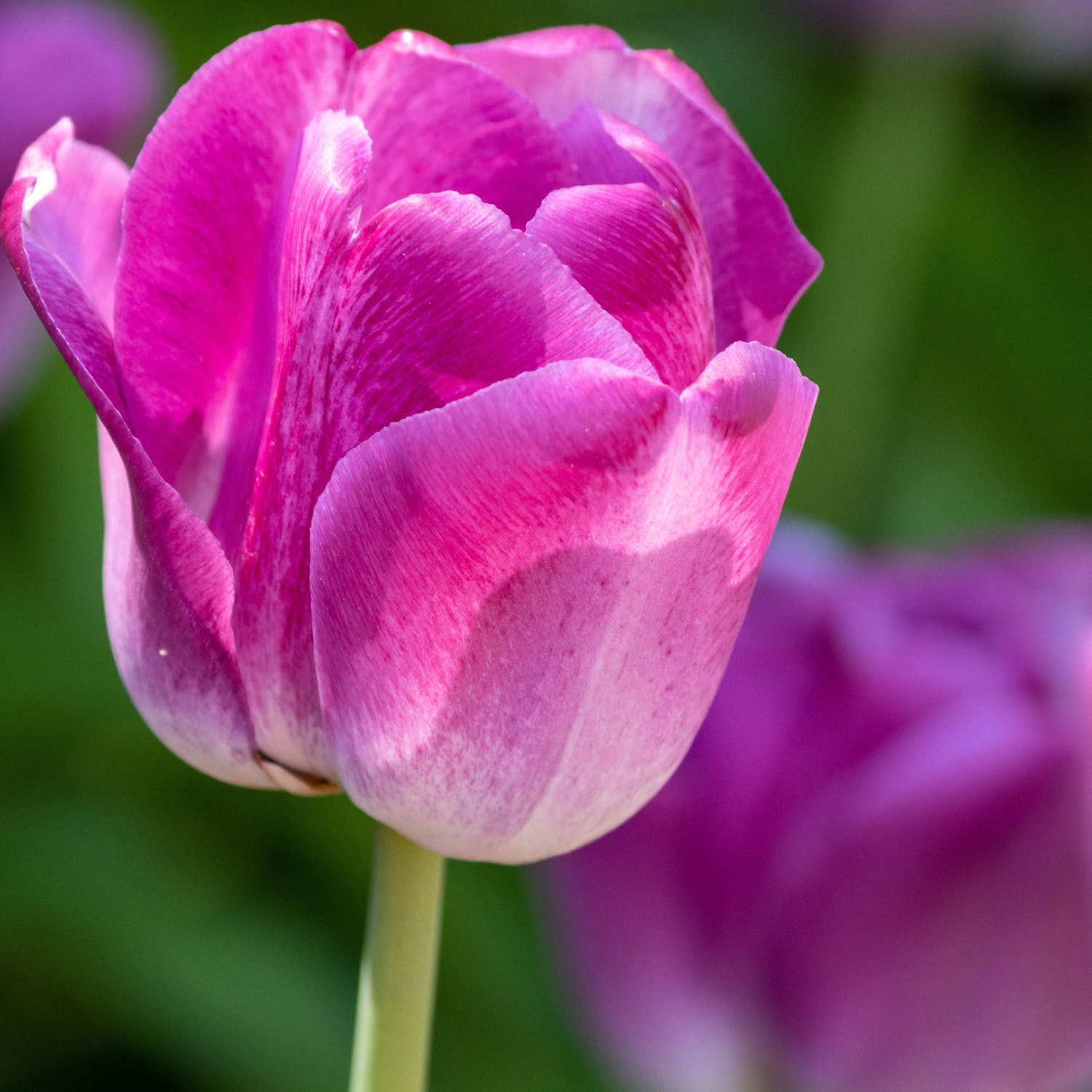 The Bord Bia Bloom festival business breakfast meeting | Newstalk