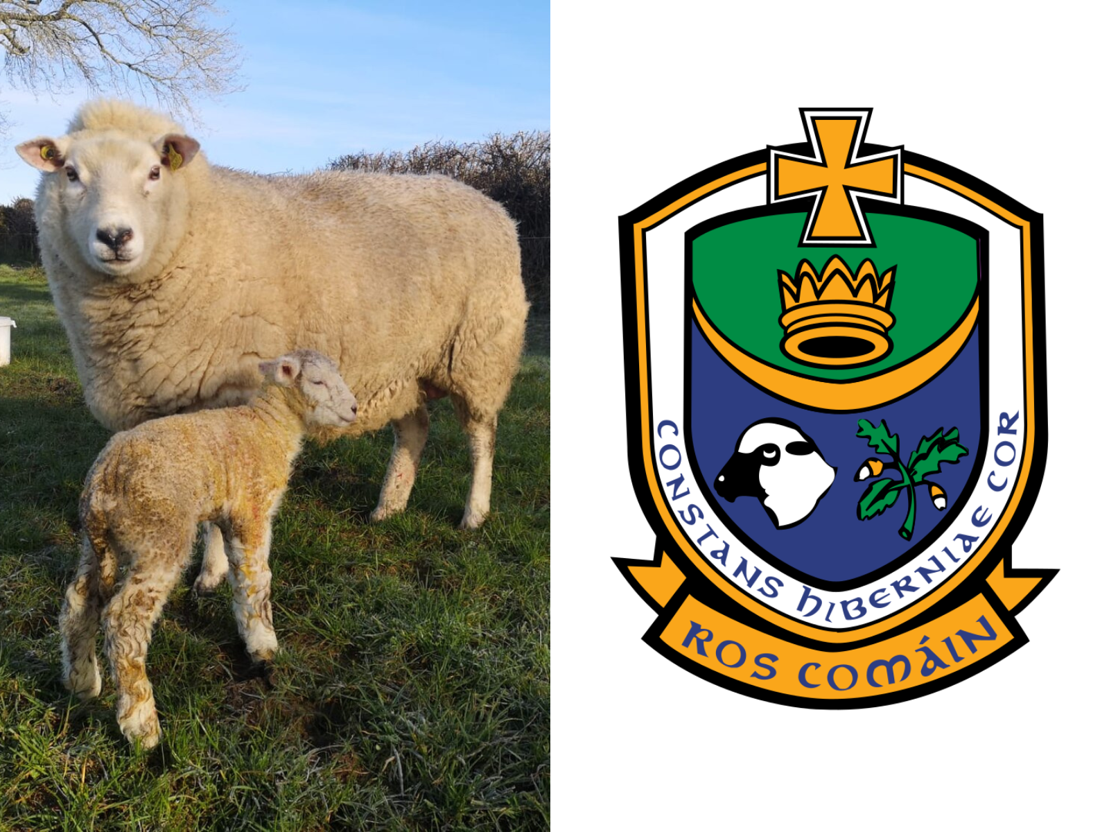 Roscommon GAA county crest has ‘wrong sheep’ | Newstalk