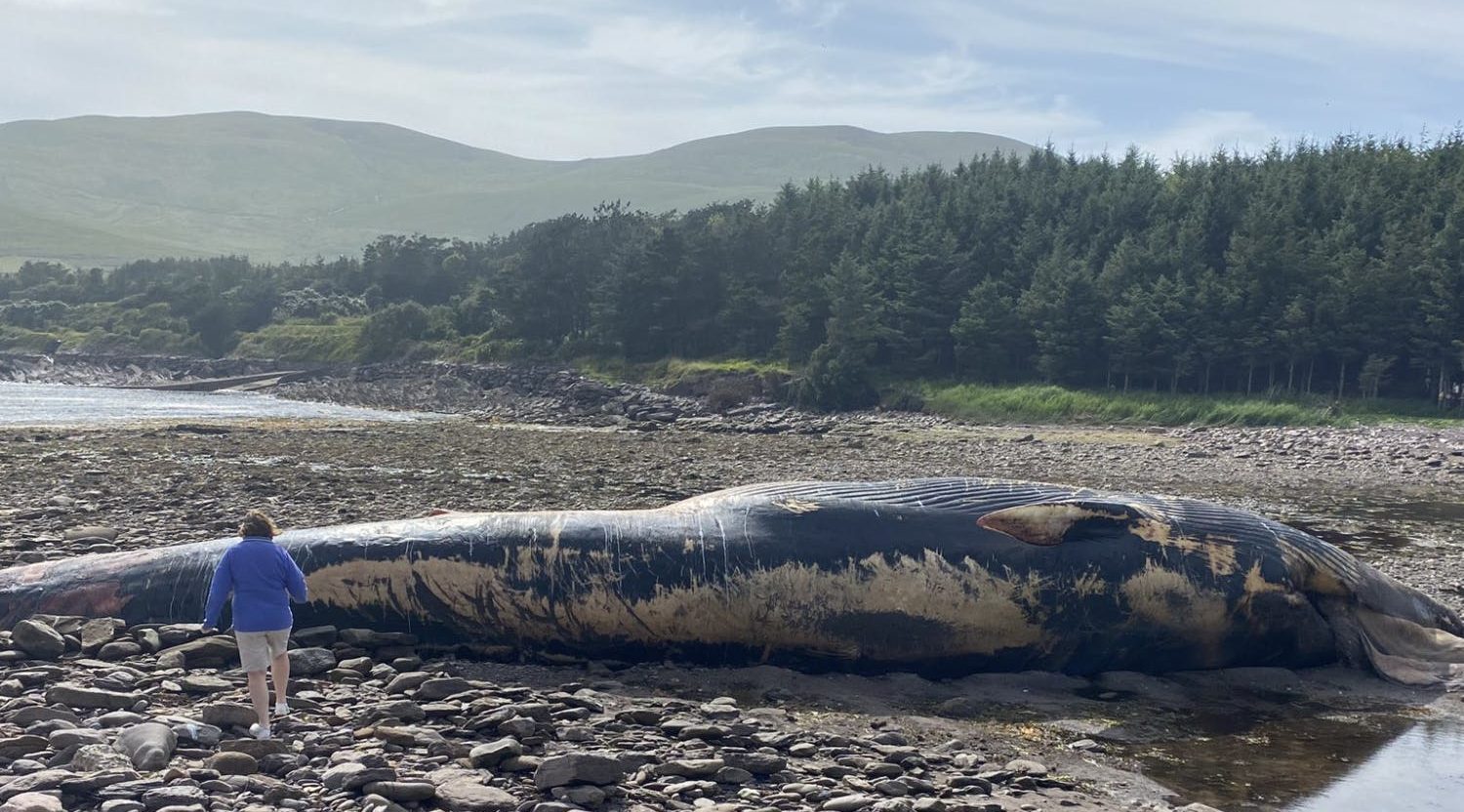 'No good option' for disposing of Kerry whale carcass | Newstalk