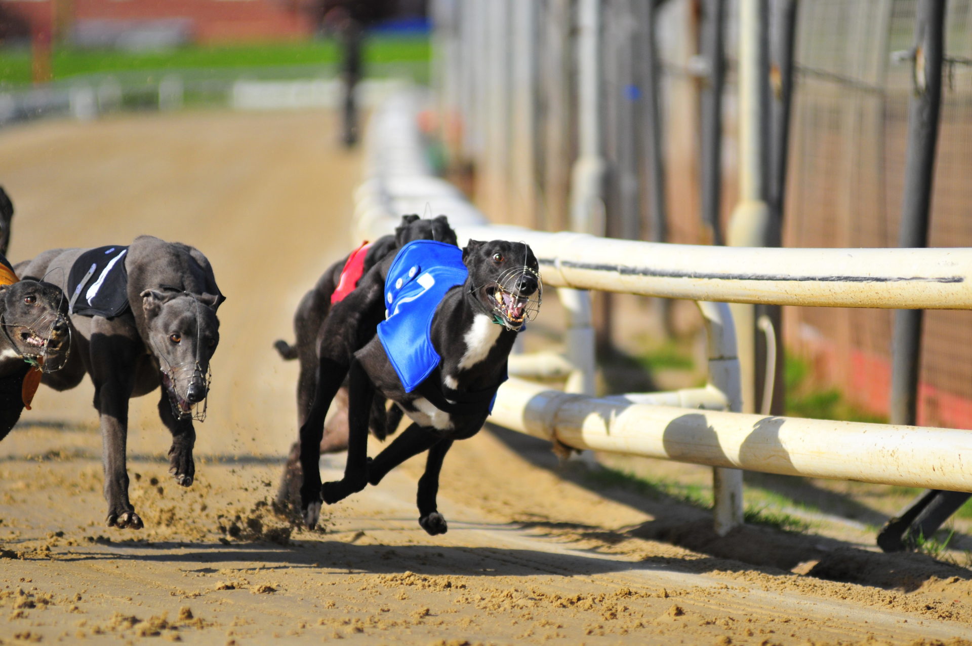 ‘We have to end the funding’ – Death knell of greyhound racing ‘being ...
