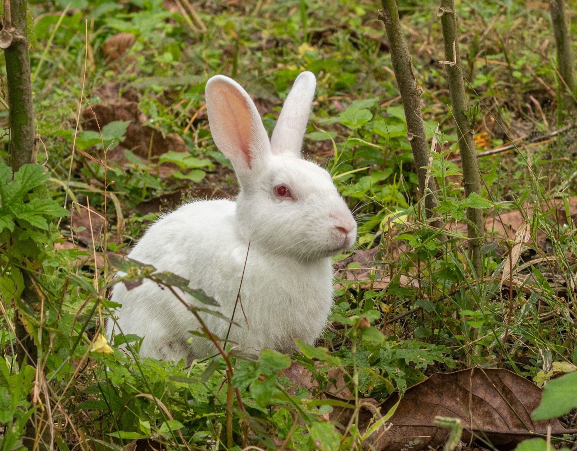 What happens when you abandon pets in the wild? - 'They're easy prey ...