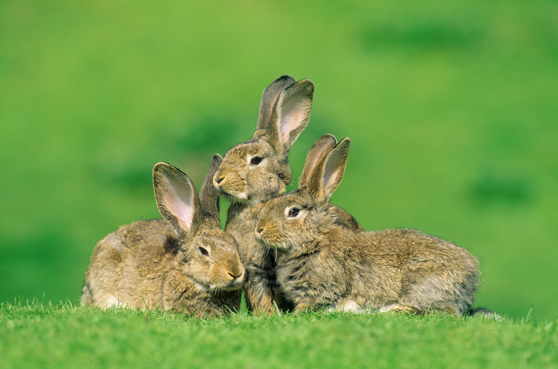 'The National Park will be a bloodbath': Animal rights activist slams ...