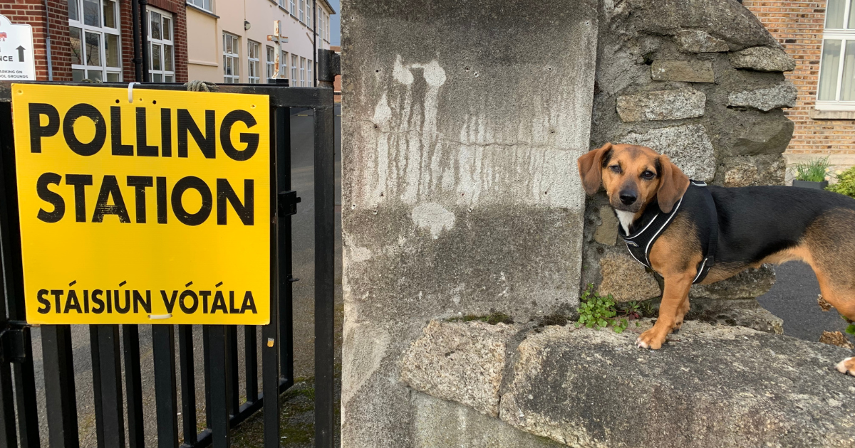Dogs at polling stations: Pets take trip on referendum day | Newstalk
