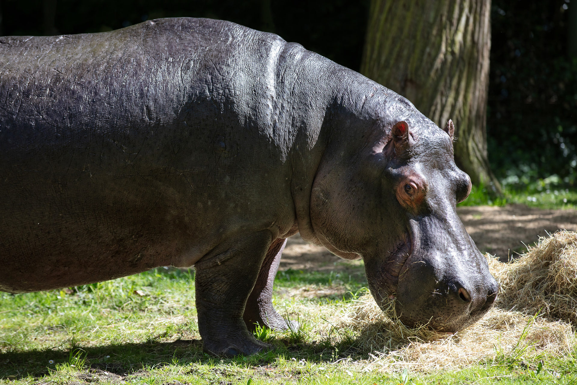 Dublin Zoo announces death of newly arrived hippo | Newstalk
