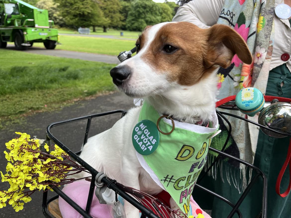 Pawlitical dogs: Meet the canine supporters of local election ...