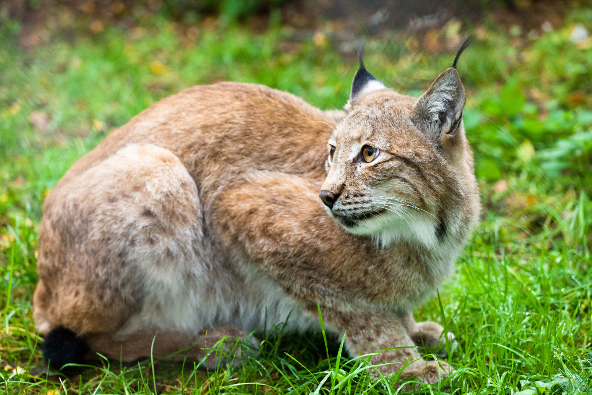 ‘They’ll control deer numbers’ – Should the lynx be reintroduced to ...