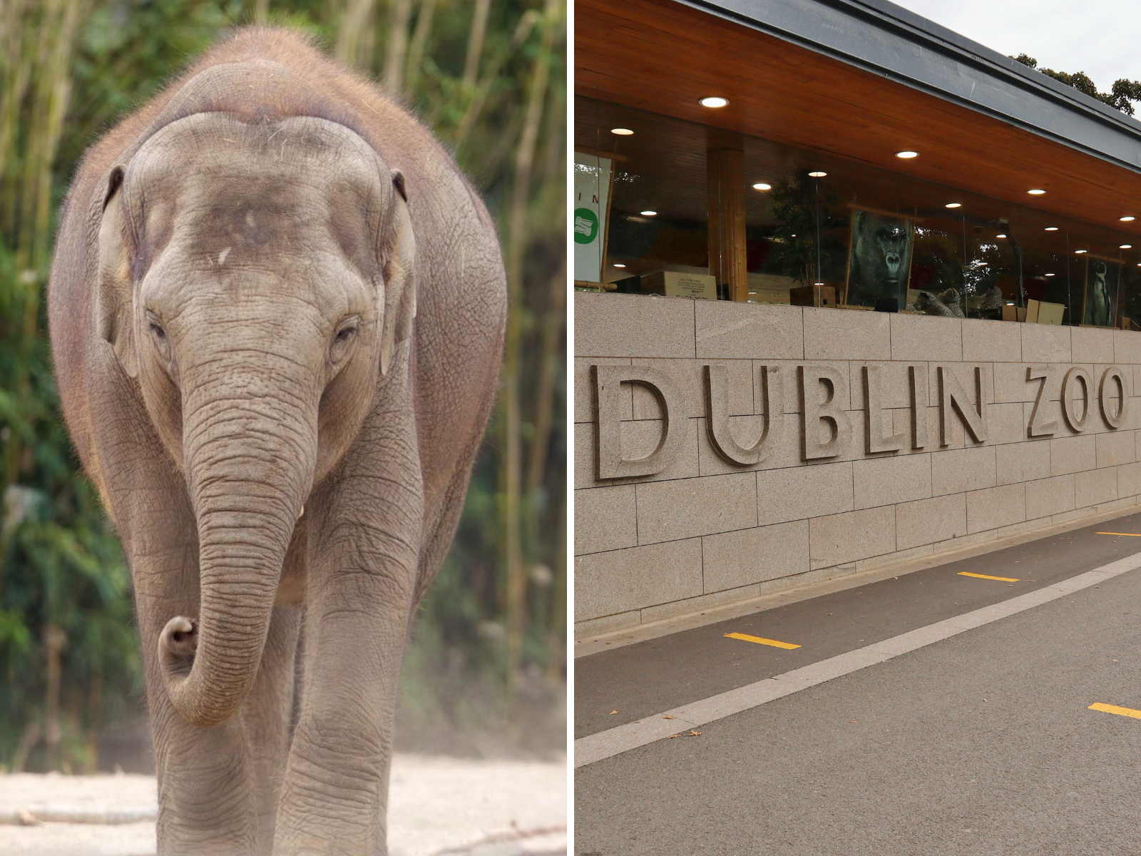 'Heartbroken' Dublin Zoo announces second elephant death in a week ...