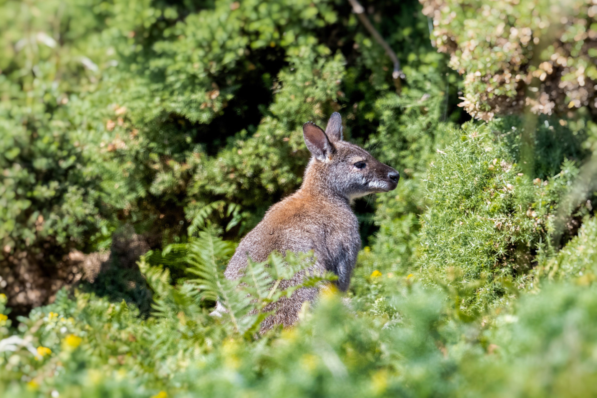 From Tasmania to Malahide: Meet the 500 wallabies off the coast of ...